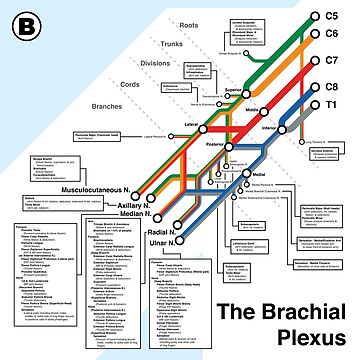 "Brachial Plexus Map - Labeled" Poster for Sale by Alex Dai | Redbubble