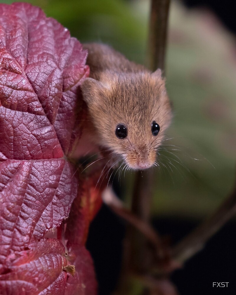 "Red Leaf Harvest Mouse" by Brian Avery | Redbubble