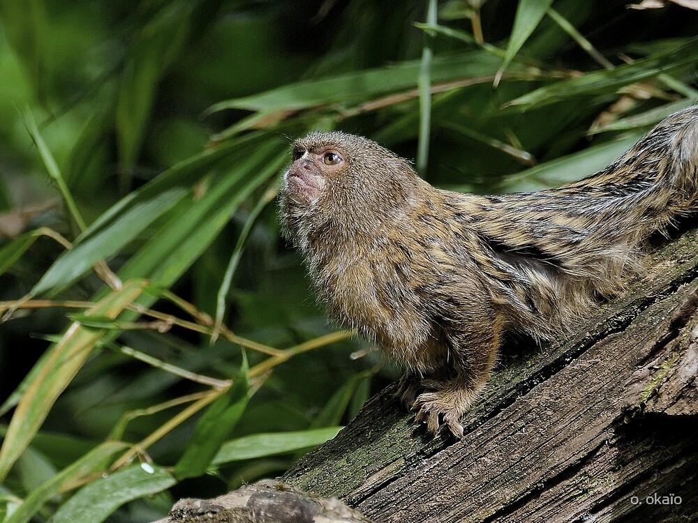 "r967 / New Finition 2021 " Petit Singe " Ouistiti Pygmée "(h) Olavia ...