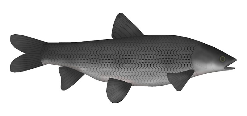 "Black Carp" by fishfolkart | Redbubble