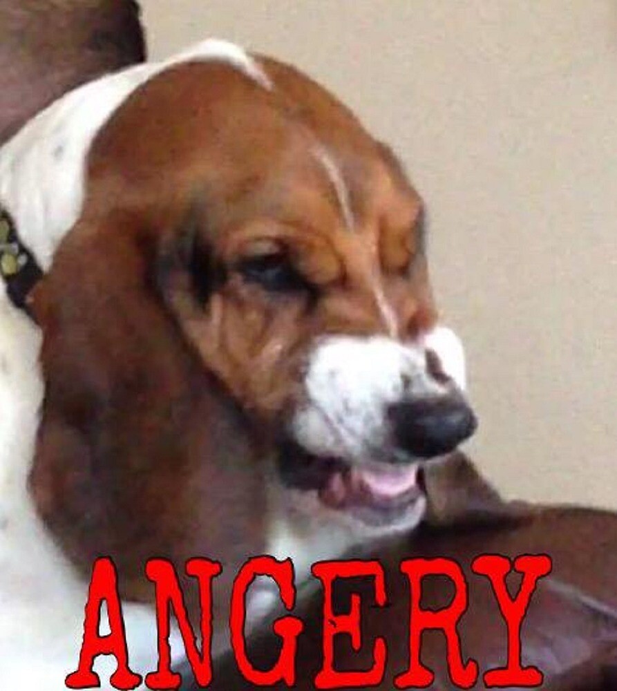 "ANGERY DOGGO" by Johnny Speed | Redbubble