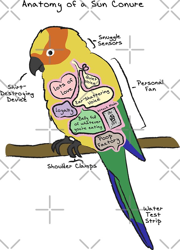 "Sun Conure Anatomy" Stickers by MommySketchpad | Redbubble