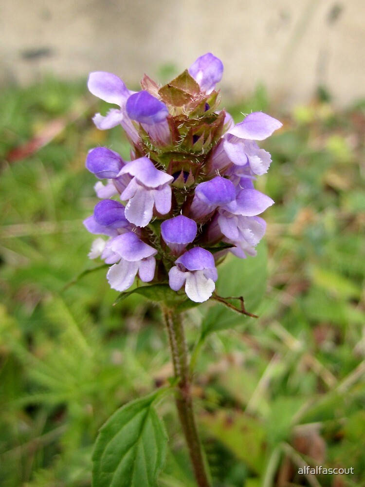 "Heal-All" by alfalfascout | Redbubble