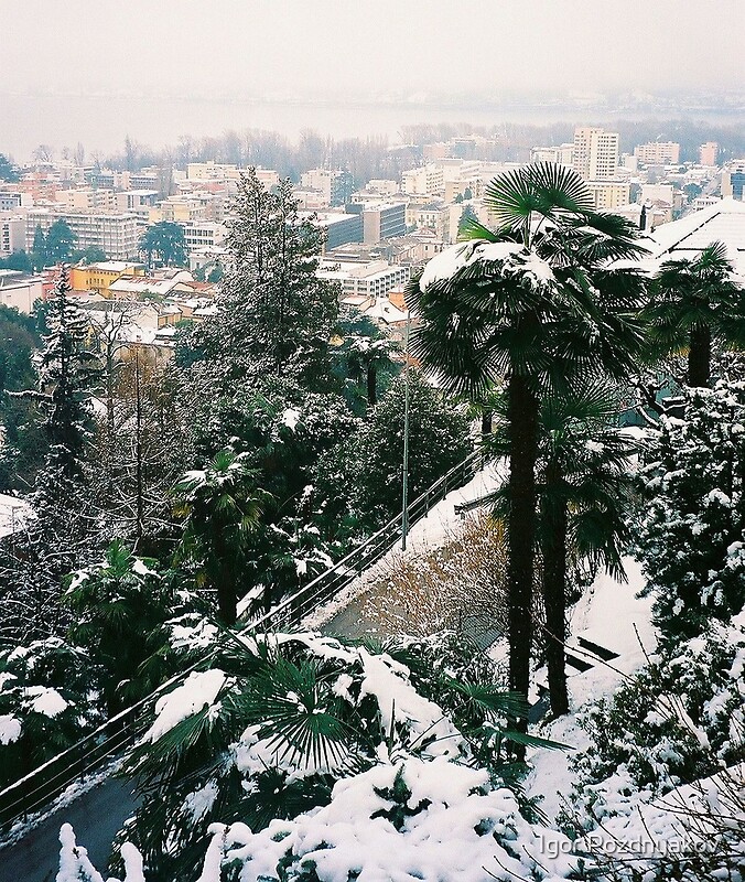 "Locarno. Palm Tree under Snow. Ticino, Switzerland 2005 " by Igor ...
