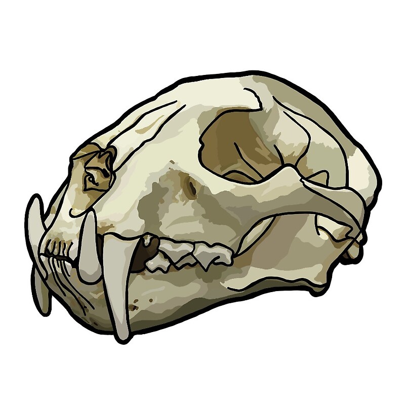 "Clouded Leopard Skull" by lindseykeehn | Redbubble