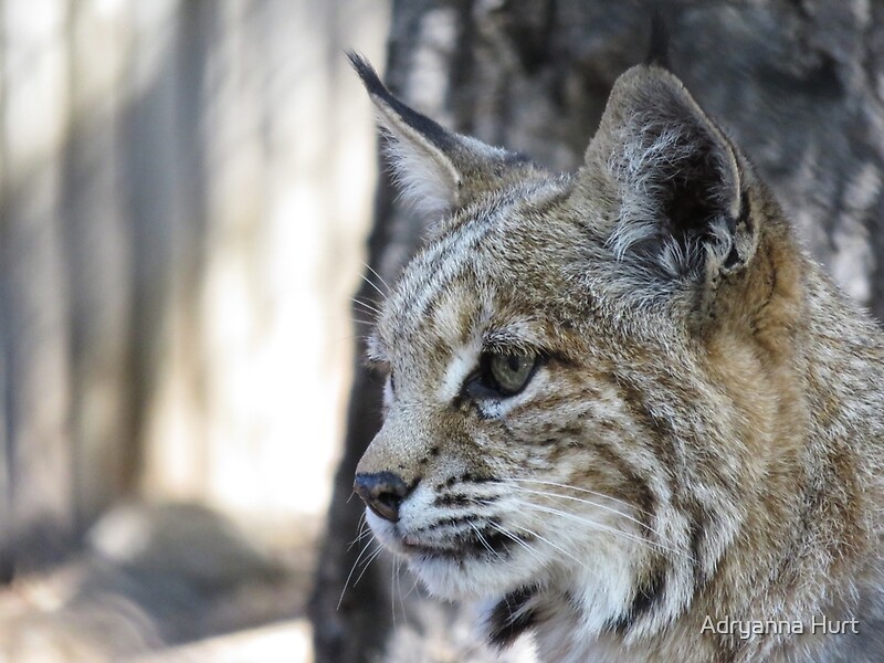 "Bobcat Side View" by Adryanna Hurt | Redbubble