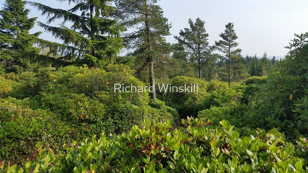 "Cragside Labyrinth Trees" by Richard Winskill | Redbubble