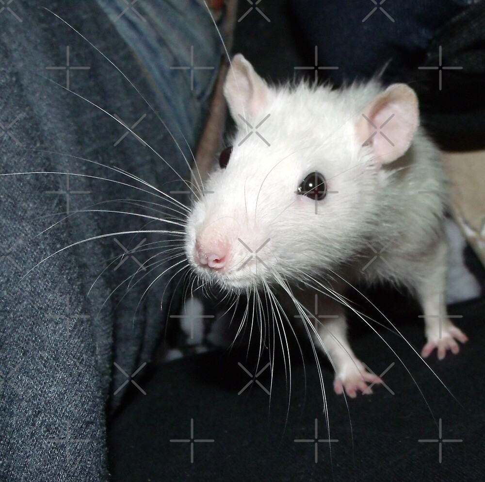 "husky rat face" by mindgoop | Redbubble