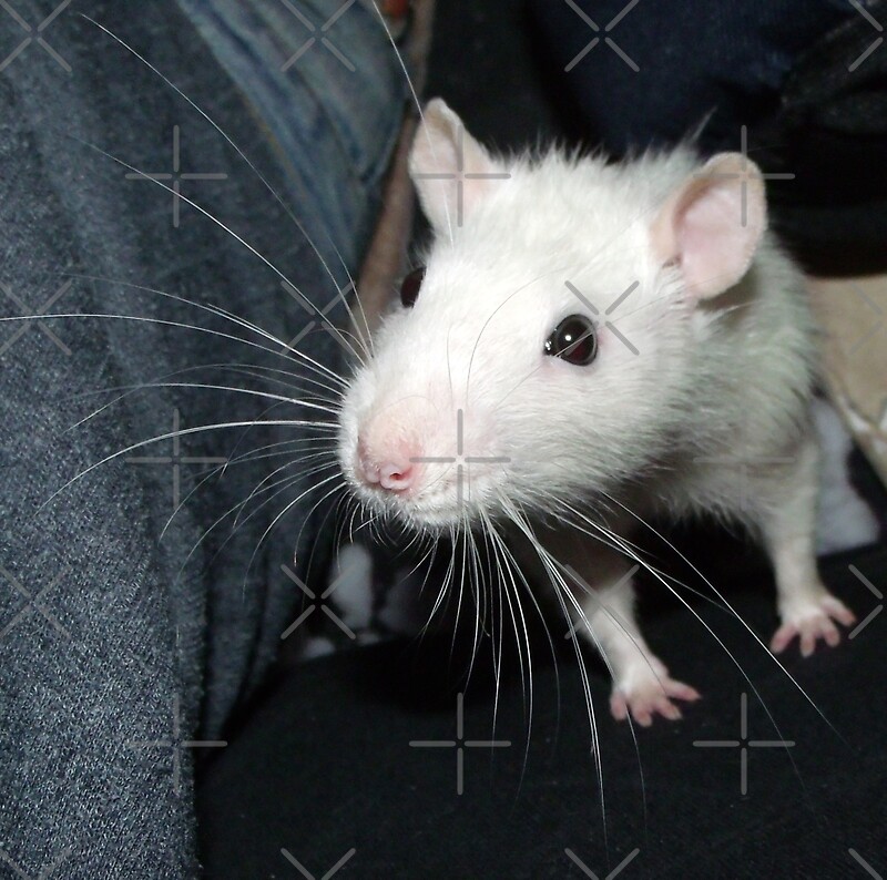 "husky rat face" by mindgoop | Redbubble