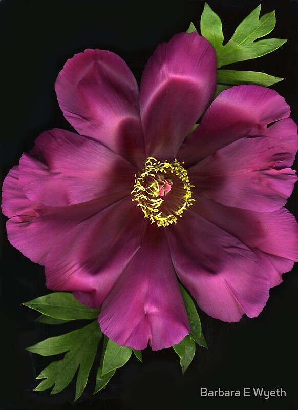 "Magnificent Tree Peony" by Barbara Wyeth | Redbubble