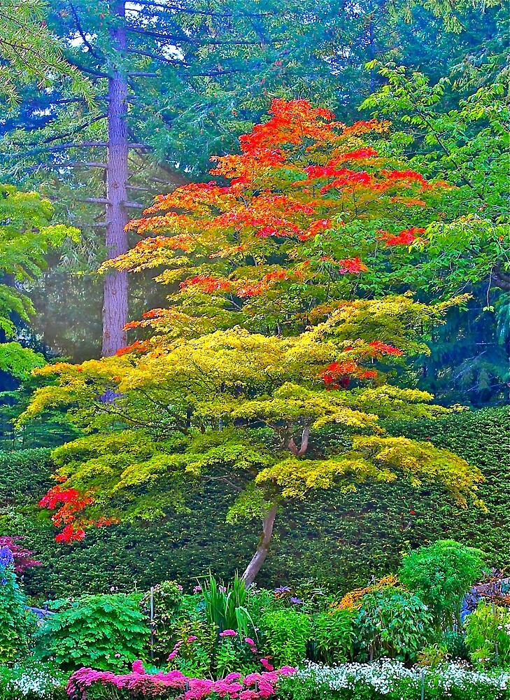"Fall Tree & Flowers, Butchart Gardens, BC" by Thomas Barber | Redbubble