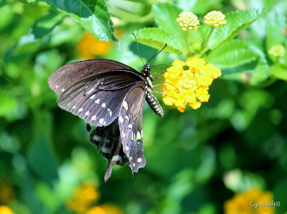 "Butterfly Side View" by Cynthia48 | Redbubble