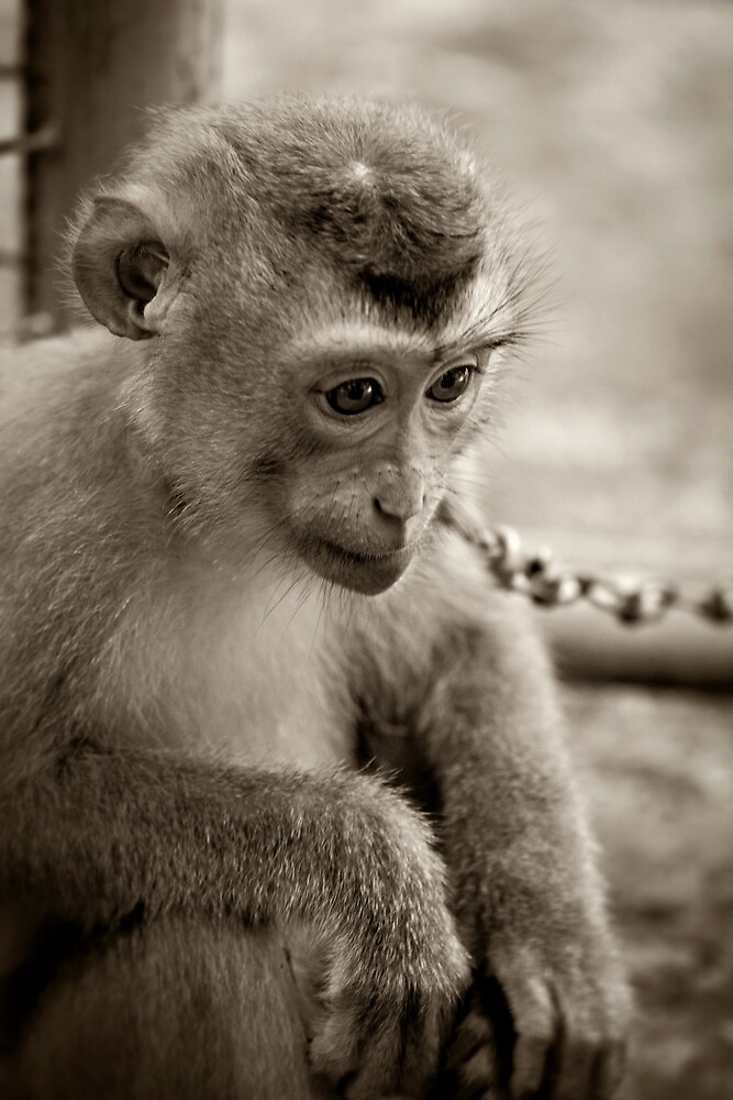 "waiting monkey" by Martin Pot | Redbubble