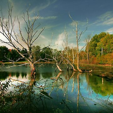 "" Wonderous " " Photographic Print for Sale by canonman99 | Redbubble