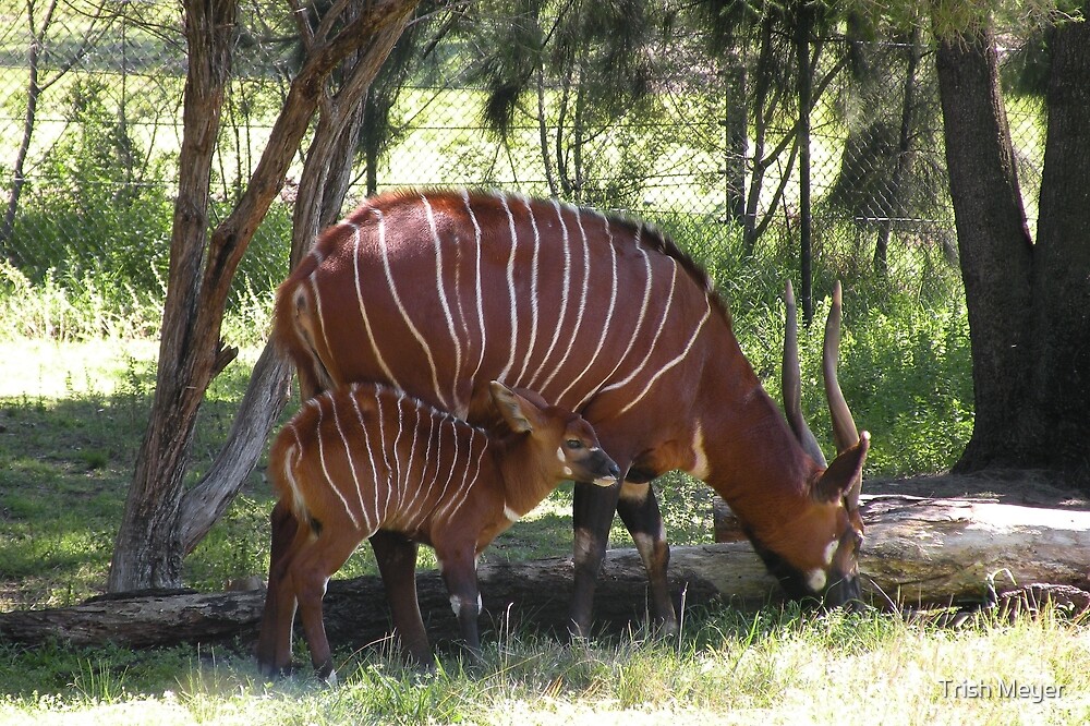 "East African Bongo and Calf." by Trish Meyer | Redbubble