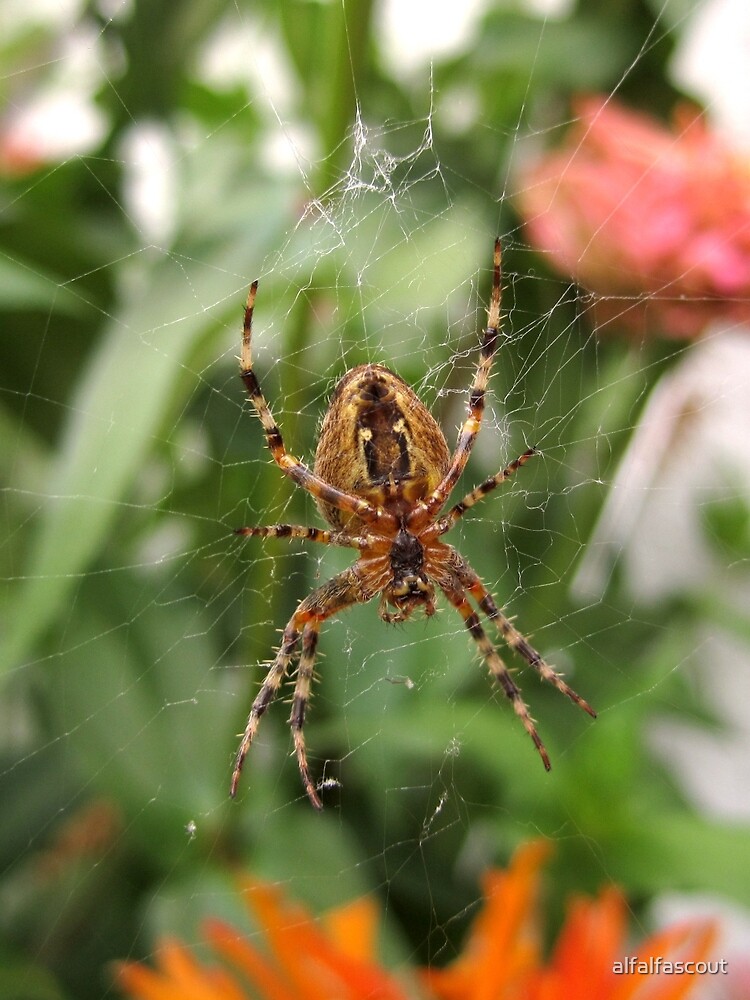 "End of Summer Garden Spider" by alfalfascout | Redbubble