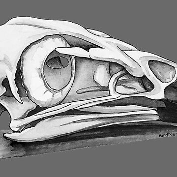 "Hawk Skull Drawing" Sticker for Sale by Jess Mann | Redbubble