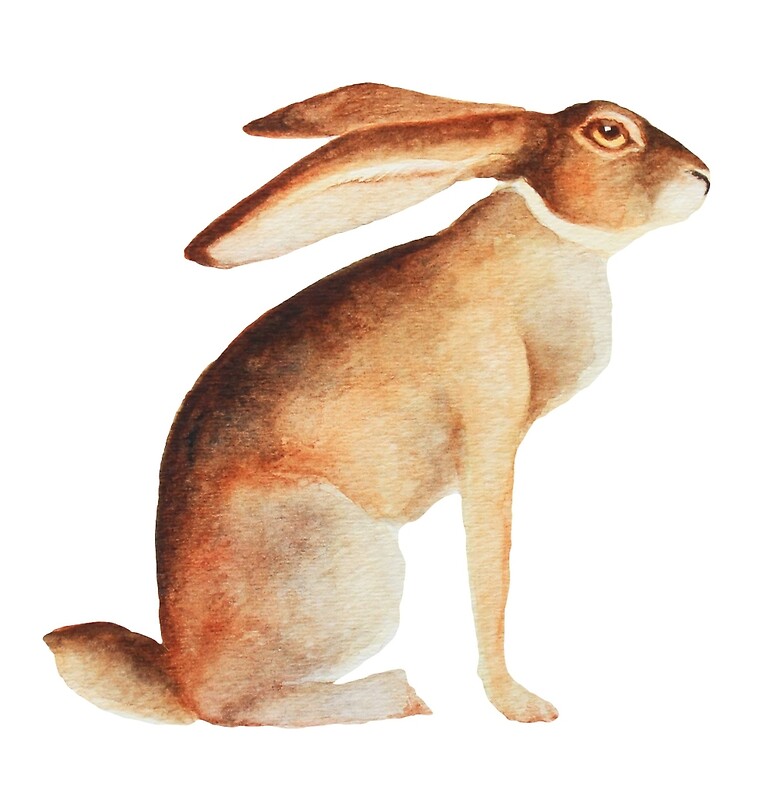 "Wise Hare" by lauren elizabeth | Redbubble