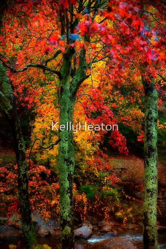 "Autumn Leaf Color Blast" by KellyHeaton | Redbubble