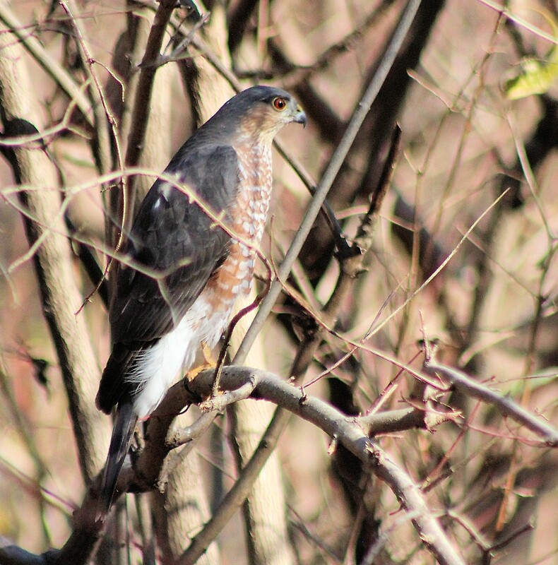 "THE REAL HAWKEYE" by BOLLA67 | Redbubble