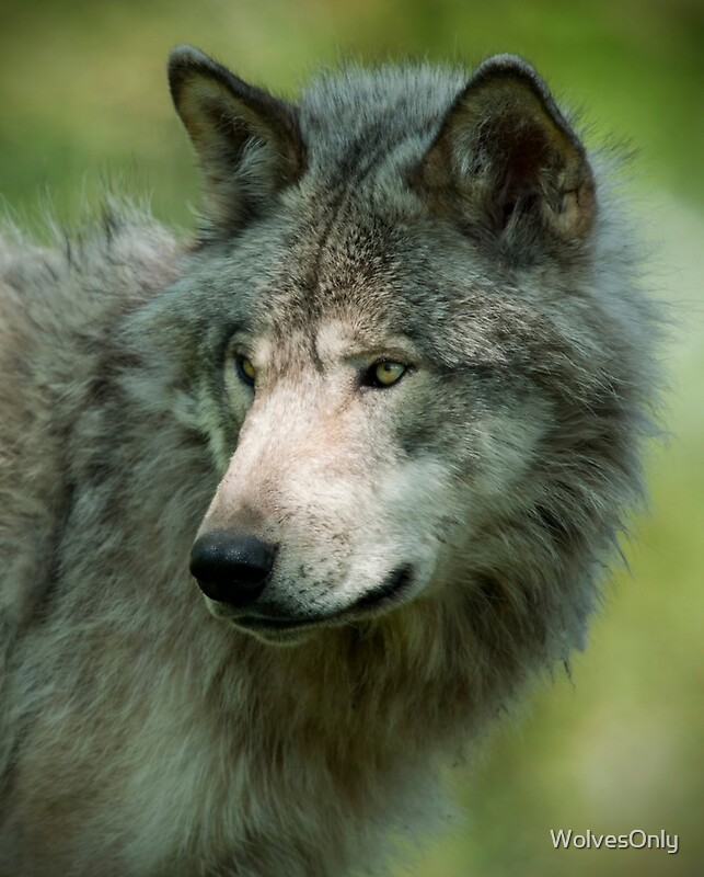 "Timber Wolf" by WolvesOnly | Redbubble