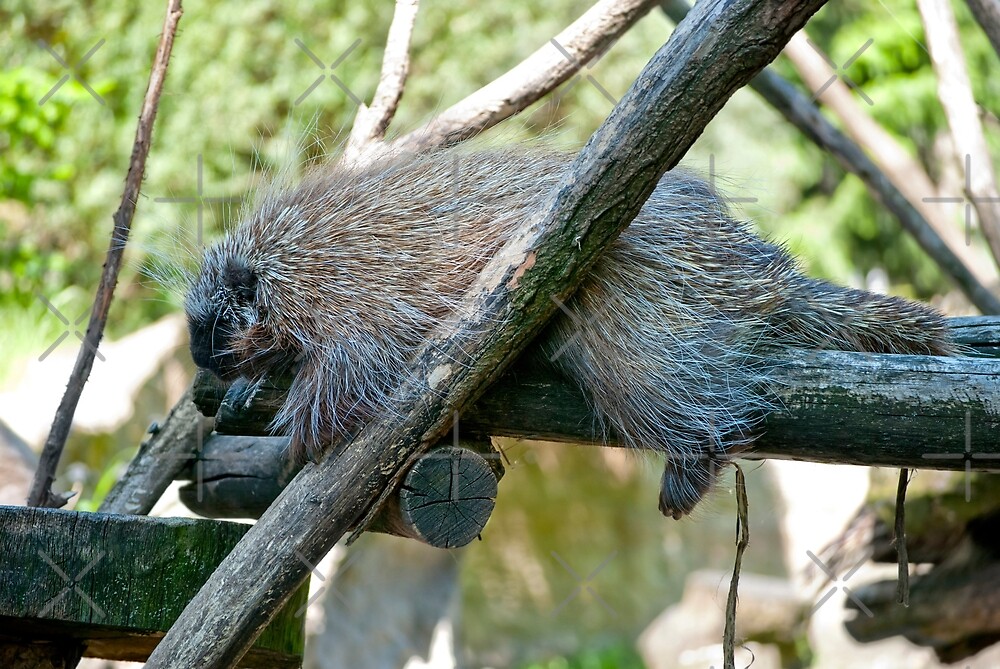 "New World Porcupine" by Vac1 | Redbubble
