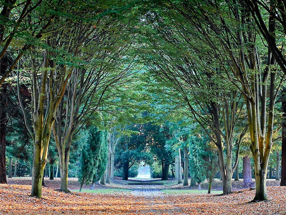 "Tree Cathedral" by Jim Key | Redbubble