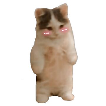 "funny and cute standing cat or kitten meme" Art Board Print for Sale ...