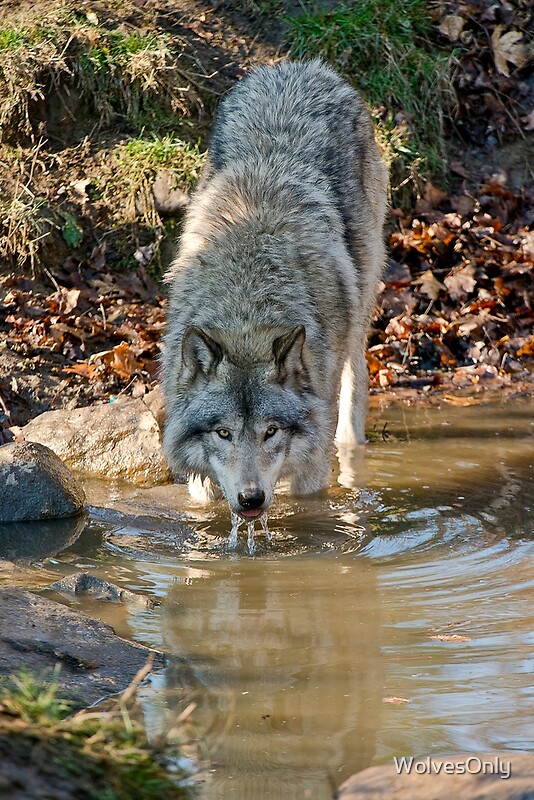 "Timber Wolf" by WolvesOnly | Redbubble