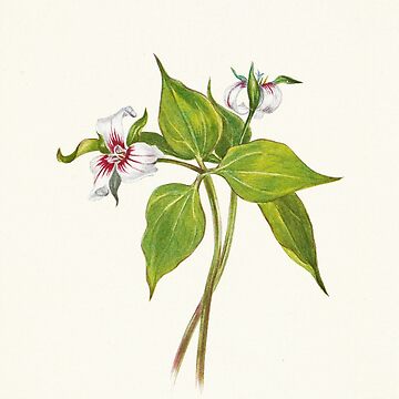 "Painted trillium - Botanical Illustration" Art Board Print for Sale by ...