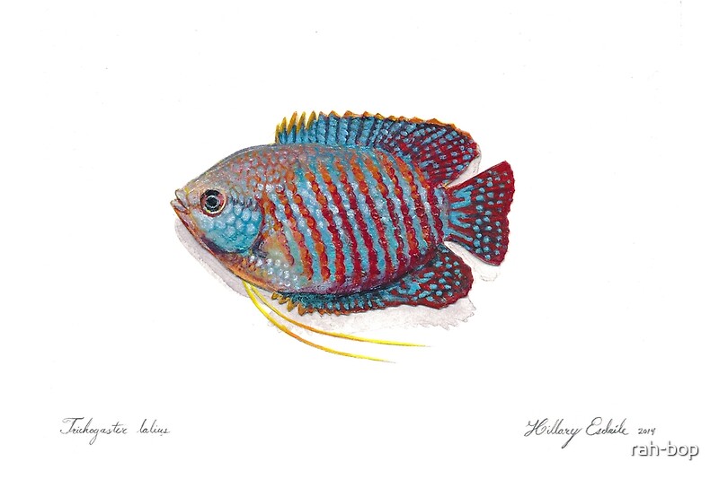 "Dwarf Gourami " by rah-bop | Redbubble