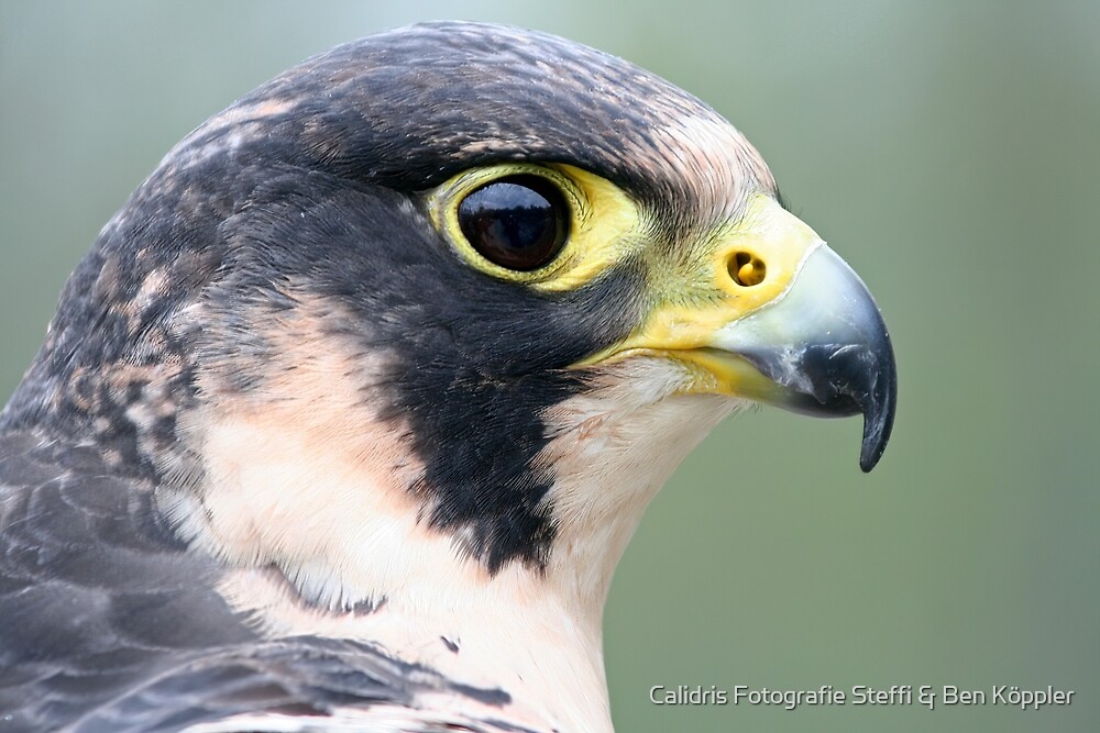 "Peregrin Falcon" by Calidris Fotografie Stefanie Köppler | Redbubble