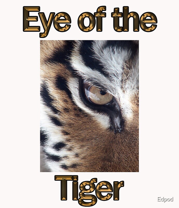 "Eye of the Tiger (Transparent Background)" by Edpod | Redbubble