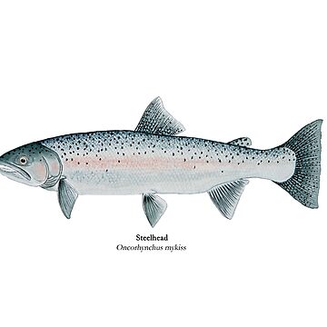 "Steelhead Trout" Art Print for Sale by Stephen Emms | Redbubble