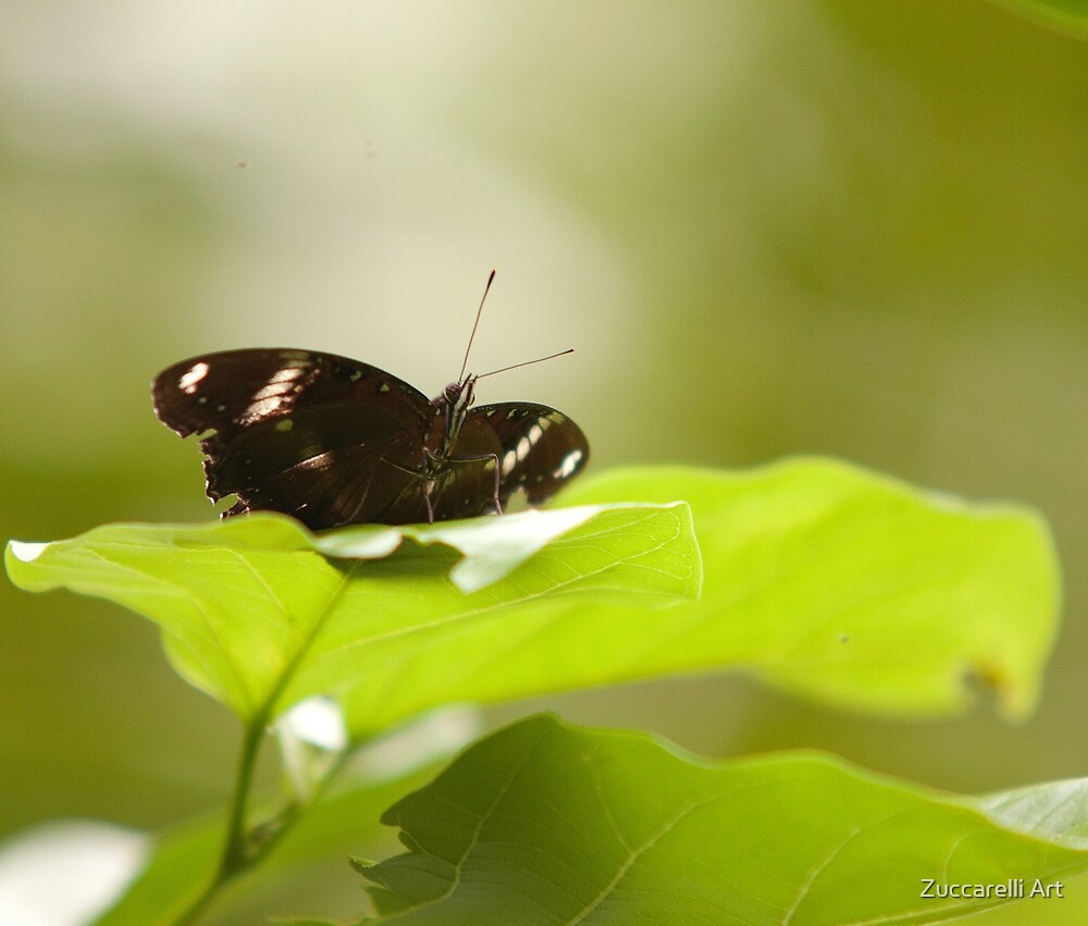 "Pohnpeian Butterfly - Pohnpei, Micronesia" by Alex Zuccarelli | Redbubble