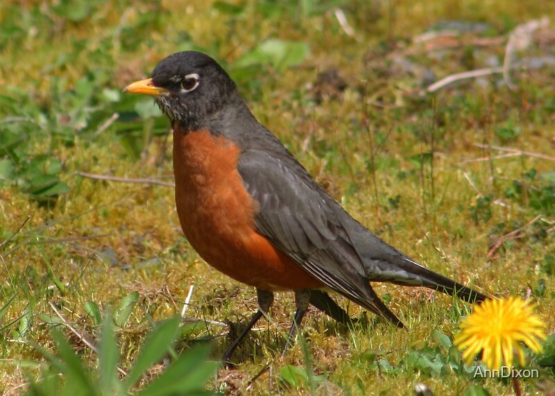 "American Robin (True Thrush)" by AnnDixon | Redbubble