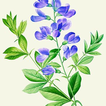 "Blue False Indigo - Botanical Illustration" Shower Curtain for Sale by ...