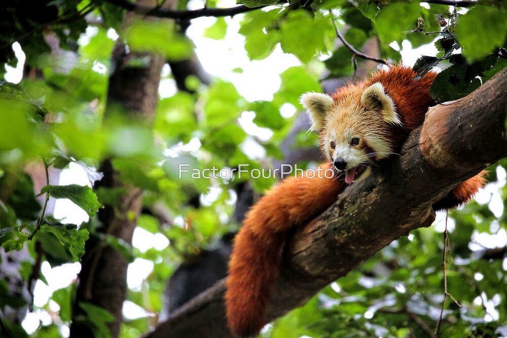 "Wet red panda" by FactorFourPhoto | Redbubble