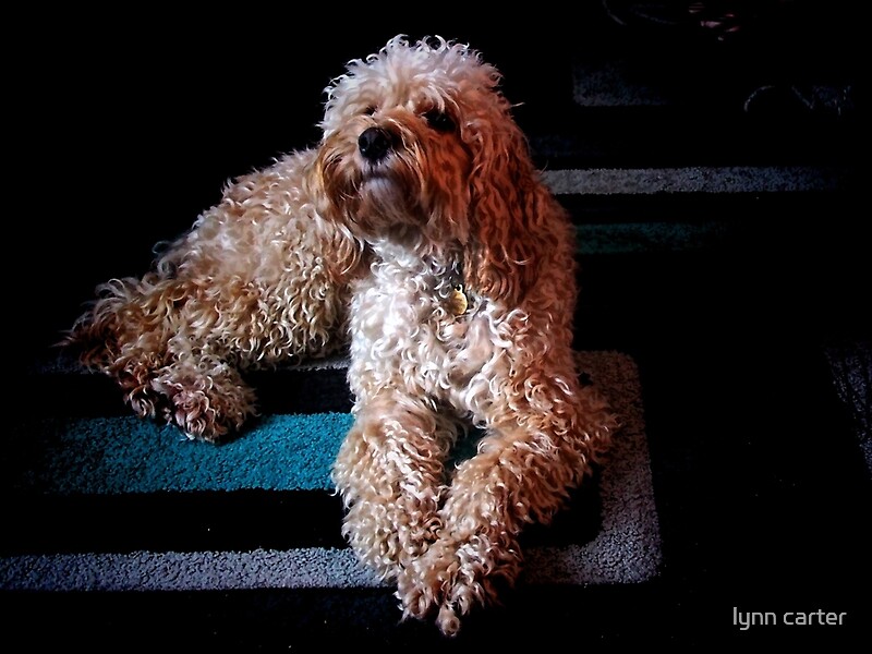 "Regal Cocker Poo" by lynn carter | Redbubble