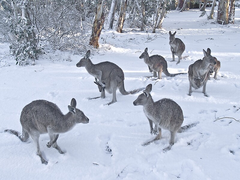"Eastern Grey kangaroos in snow, Snowy Mountains, Australia" by ...