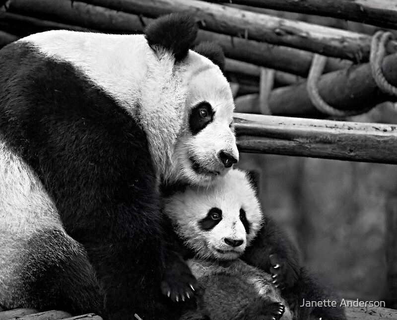 "Mother Panda cuddling her young" by Janette Anderson | Redbubble