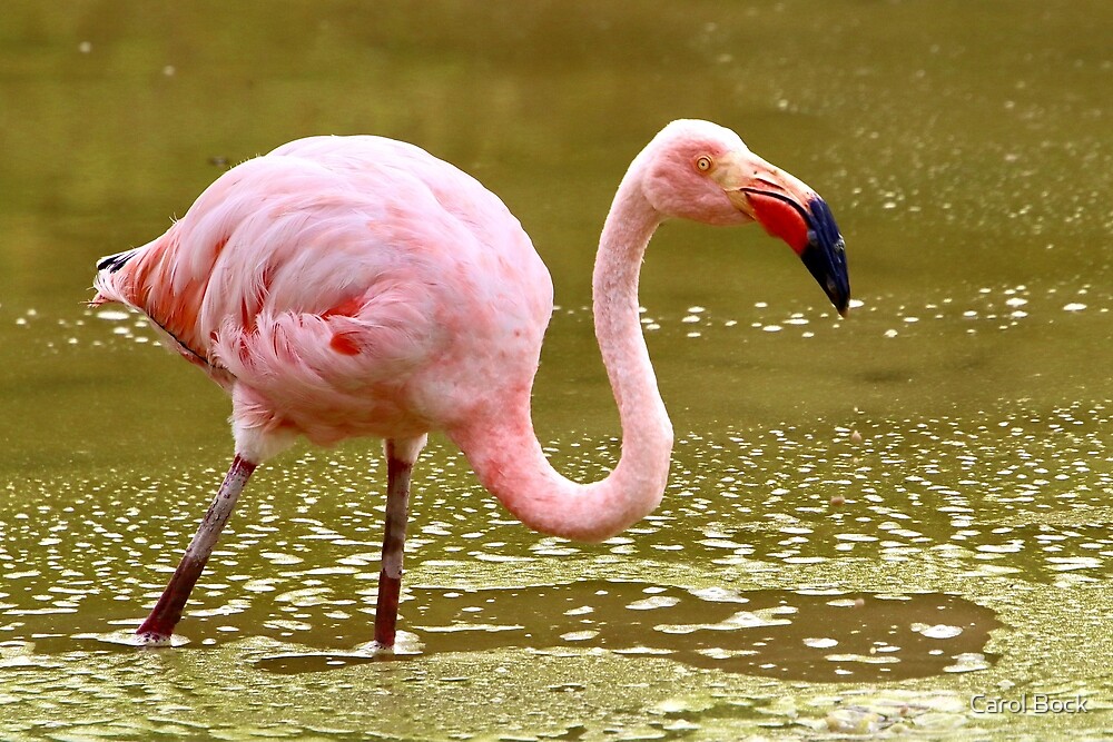 "Pink Flamingo" by Carol Bock | Redbubble
