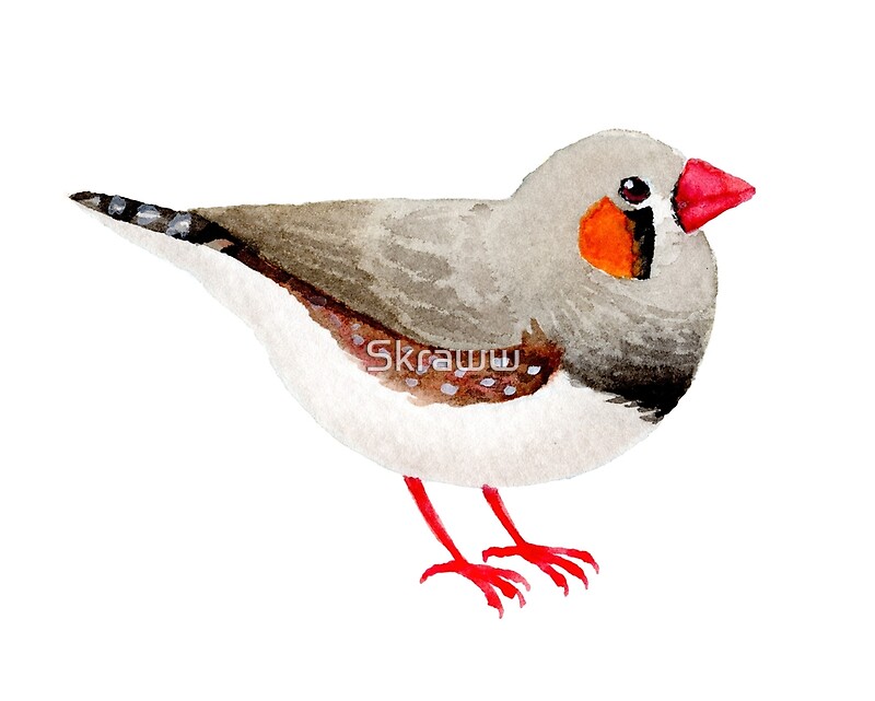 "Watercolour Zebra Finch" by Skraww | Redbubble