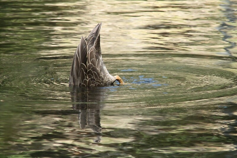 "Duck, Bum up" by Jane McDougall | Redbubble