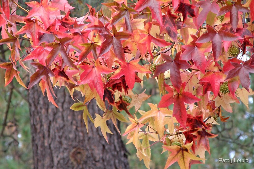 "Liquid Amber Leaves" by Patty Lewis | Redbubble