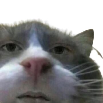 "cursed cat meme" Art Print for Sale by Capybara Locker | Redbubble