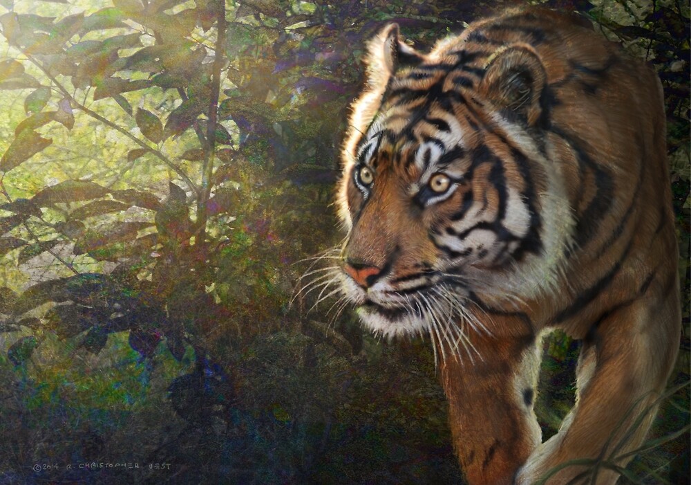 "forest tiger at dawn" by R Christopher Vest | Redbubble