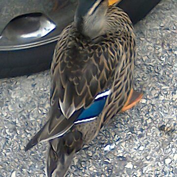 "cute duck by the tire" Art Board Print for Sale by Cora Gregory ...