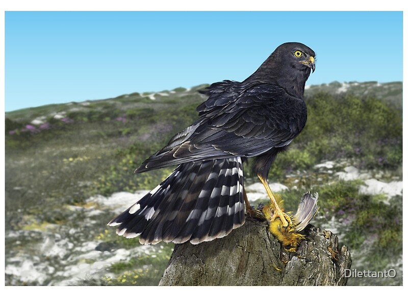 "BLACK HARRIER Circus maurus #2 (NOT A PHOTOGRAPH) PLEASE READ BLURB ...