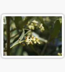 Olive Garden: Stickers | Redbubble